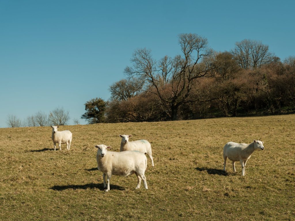Hogget: The Sustainable Choice - Farm Shop